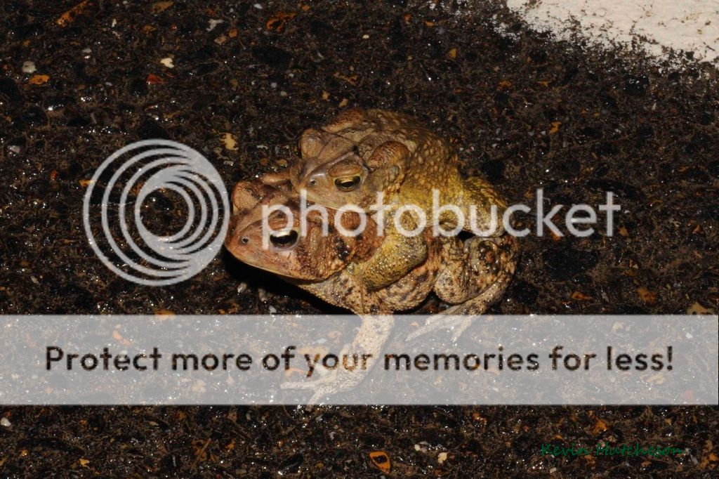 Spring break trip to AR&MO (incredibly long) - Field Herp Forum