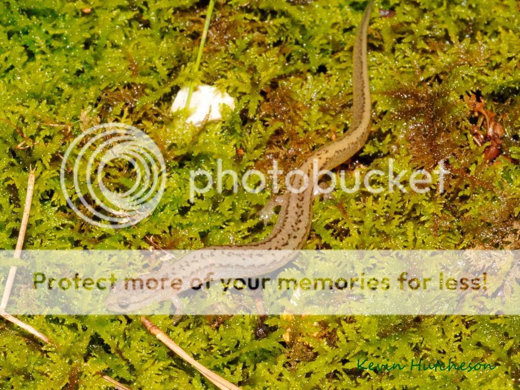 Spring break trip to AR&MO (incredibly long) - Field Herp Forum