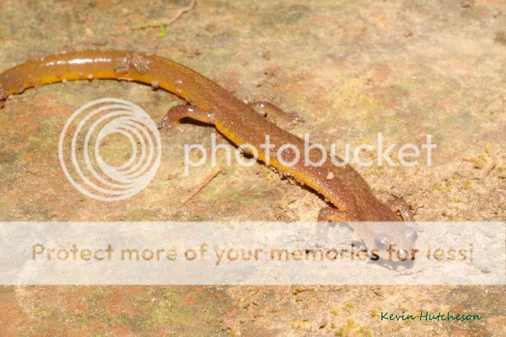 Spring break trip to AR&MO (incredibly long) - Field Herp Forum