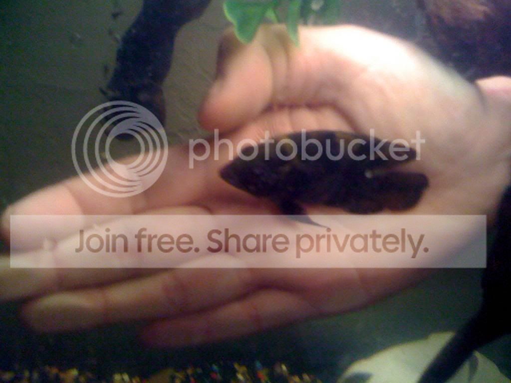 Short Body Oscar | MonsterFishKeepers.com